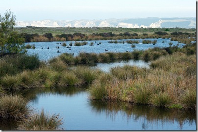 wandering in the light: Birds of the Waitangi Estuary Wetlands